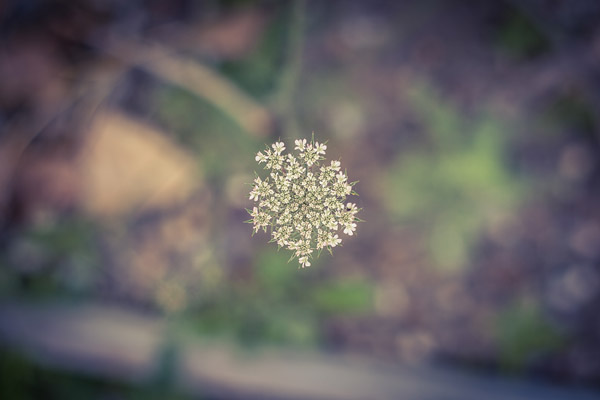 Carousel Skeleton - jCarousel Examples